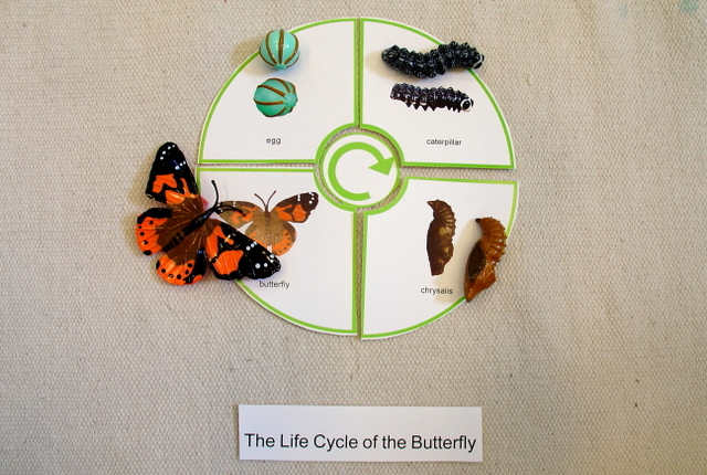 File:Butterfly life cycle.JPG - Montessori Album