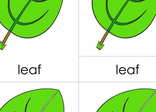 File:3PC Leaf Parts pdf icon.jpg - Montessori Album