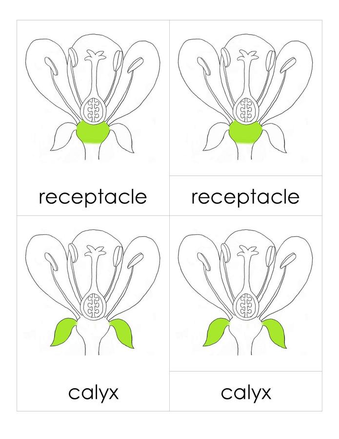 File:3PC Flower Parts.pdf - Montessori Album