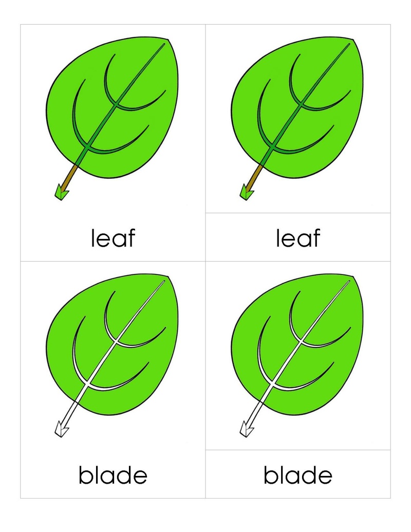 File:3PC Leaf Parts.pdf - Montessori Album