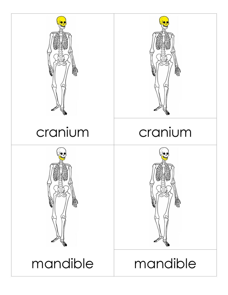 File:3PC Skeleton.pdf - Montessori Album