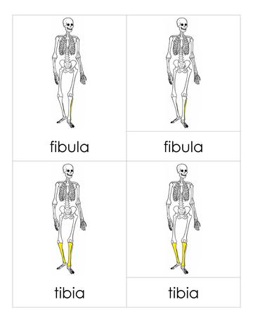 File:3PC Skeleton.pdf - Montessori Album
