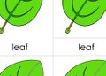 File:3PC Leaf Parts pdf icon.jpg - Montessori Album